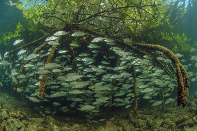 Snapper habitat in Gulf of California mangrove forests.