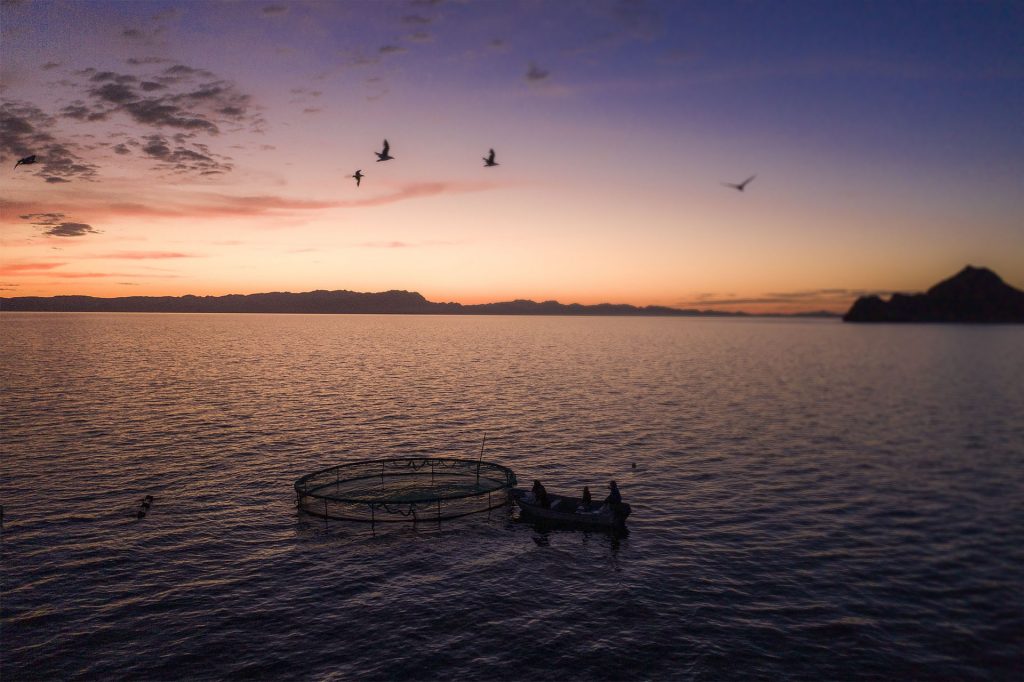 Los esfuerzos de investigación y conservación de la totoaba.