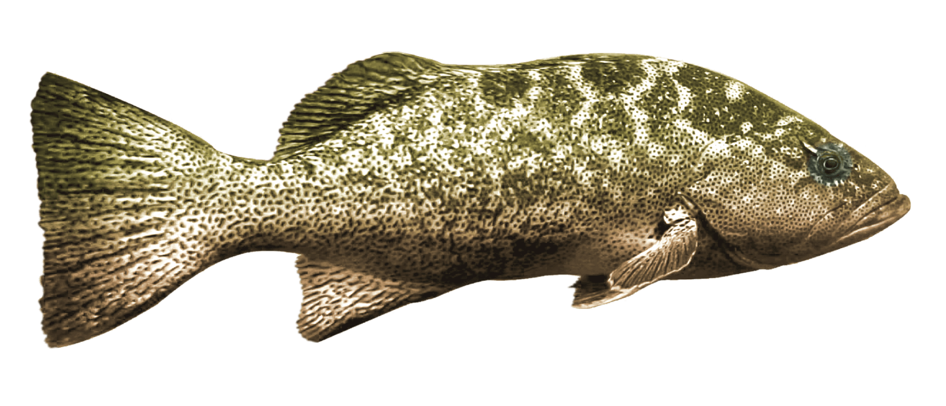 Perfil de Especie: Cabrilla sardinera