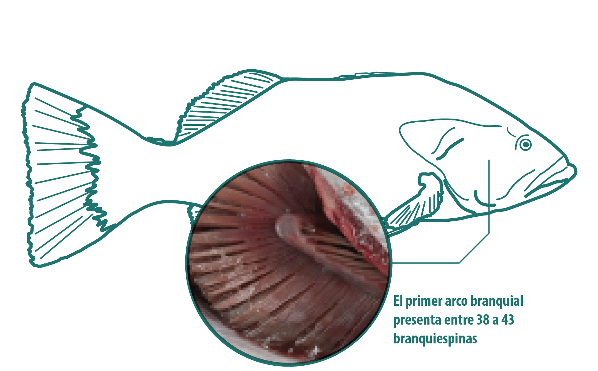 Perfil de Especie: Cabrilla sardinera