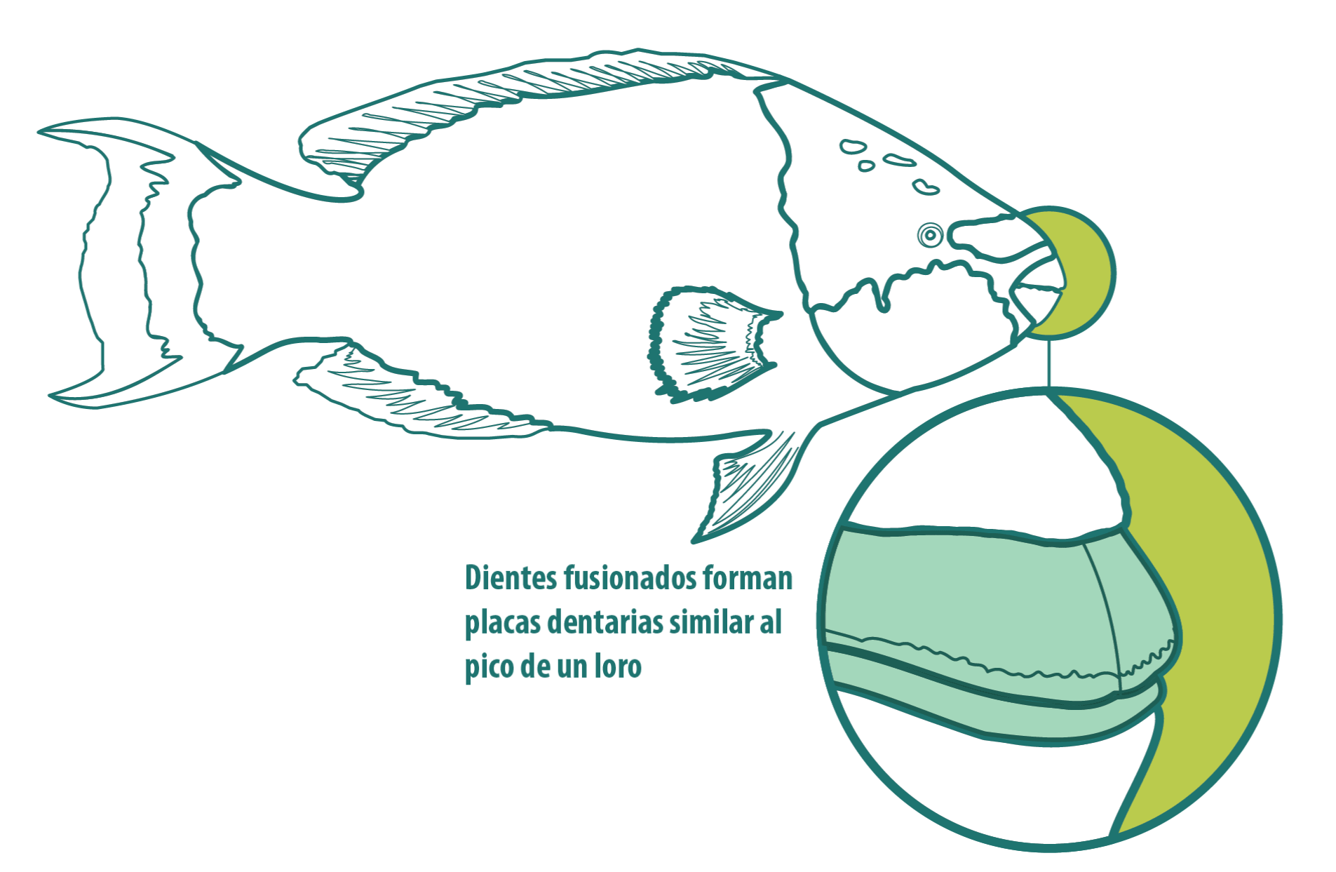 Perfil de Especie: Pez perico