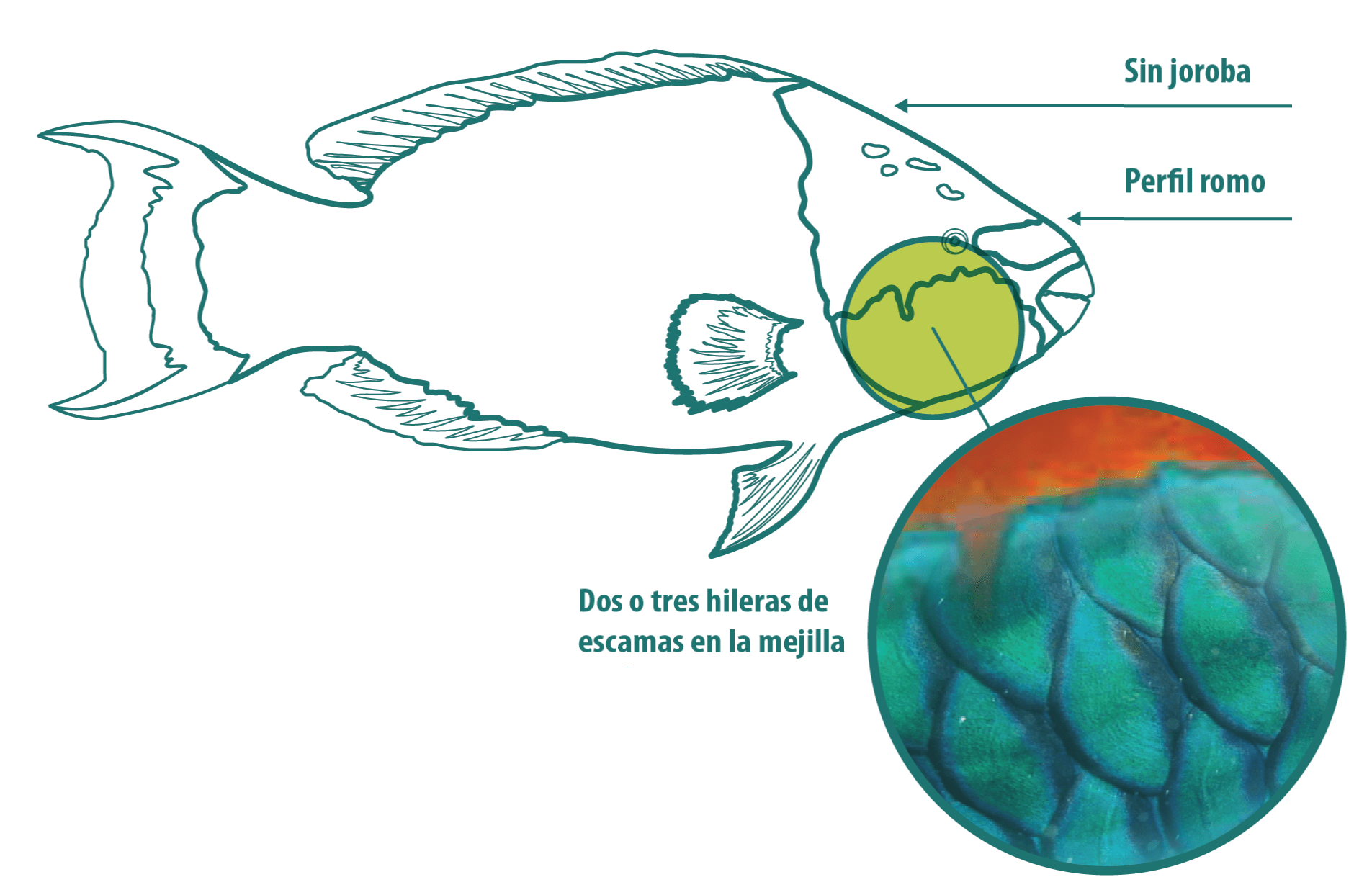Perfil de Especie: Pez perico