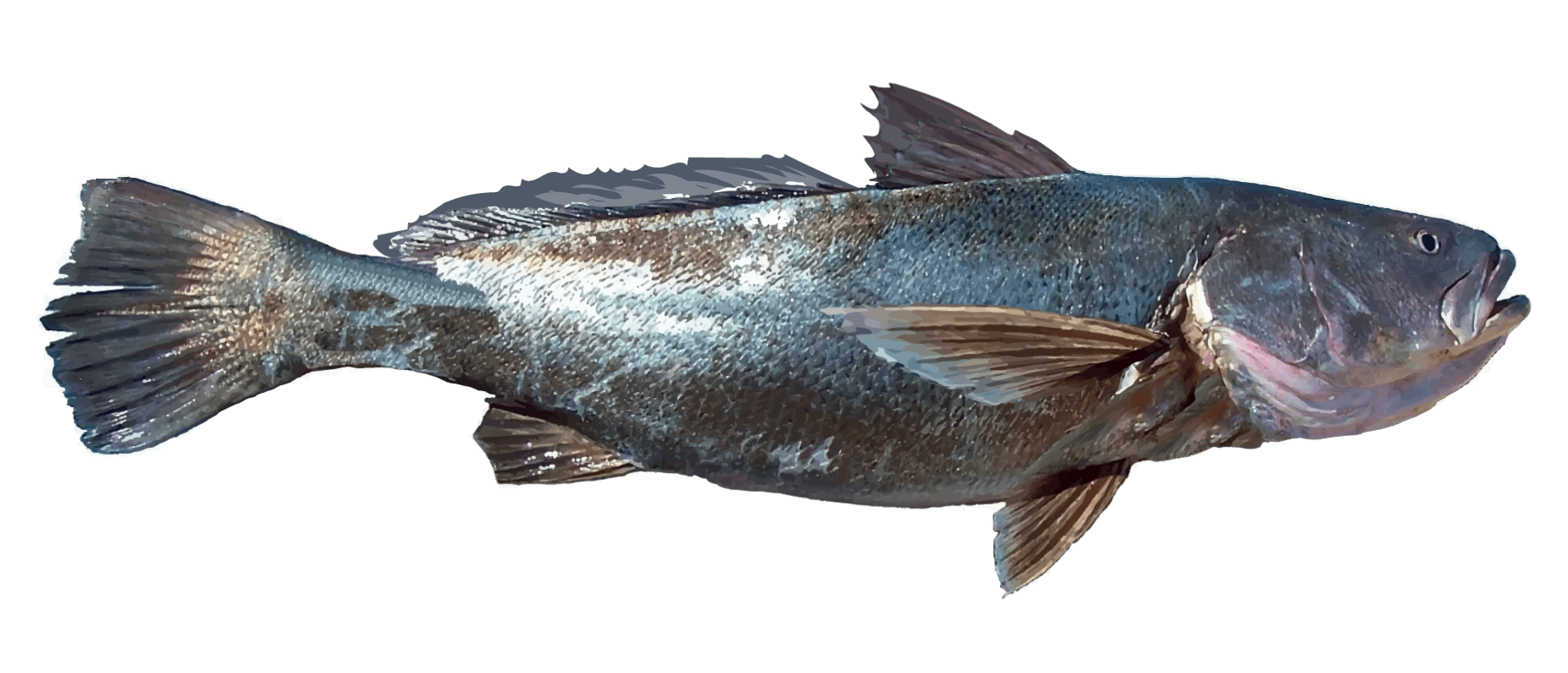 Perfil de Especie: Totoaba