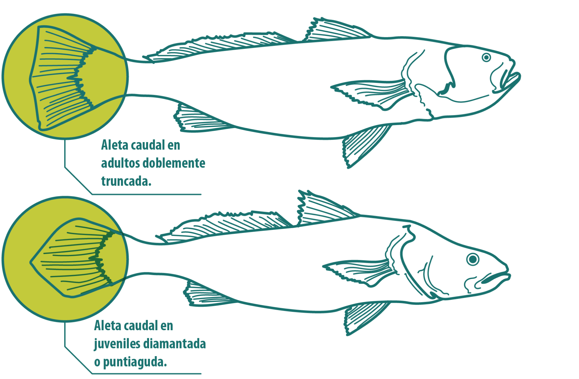 Perfil de Especie: Totoaba