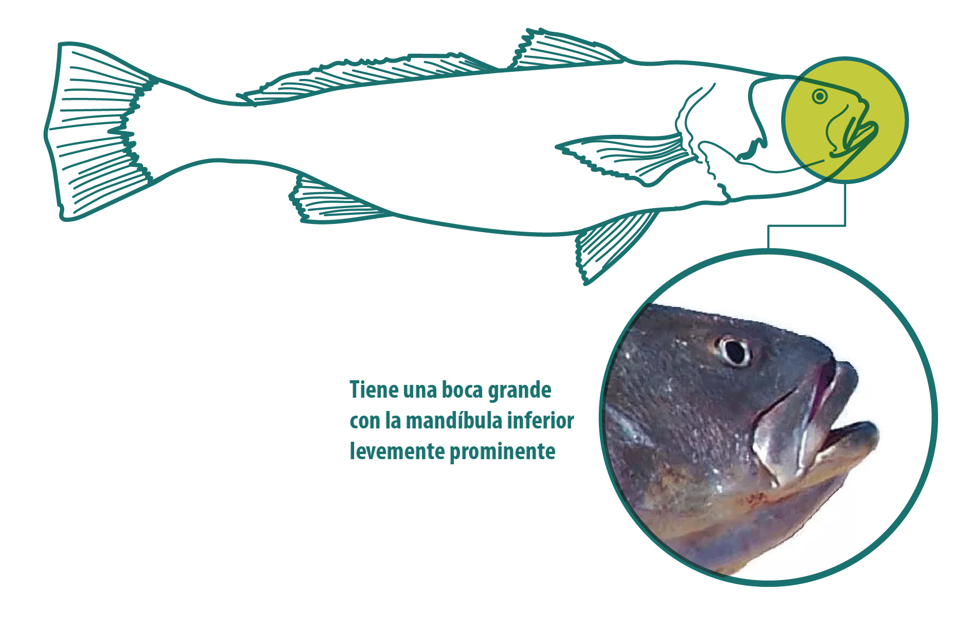 Perfil de Especie: Totoaba