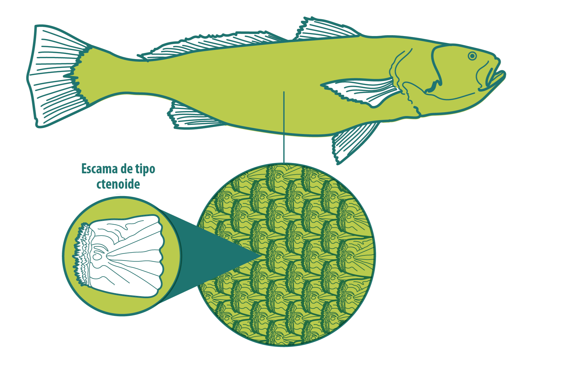 Perfil de Especie: Totoaba