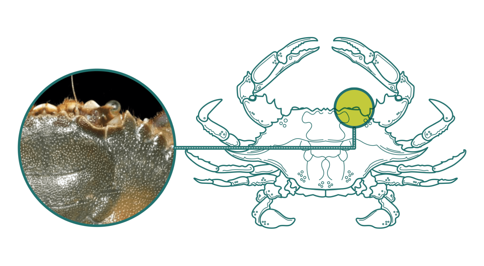 Perfil de Especie: Jaiba